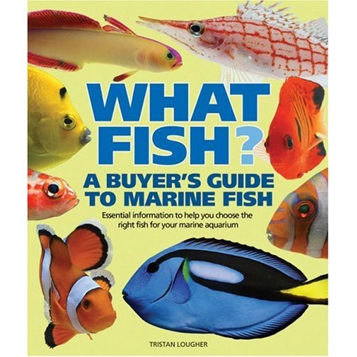 What Fish? A Buyer's Guide to Marine Fish | Aquariums India