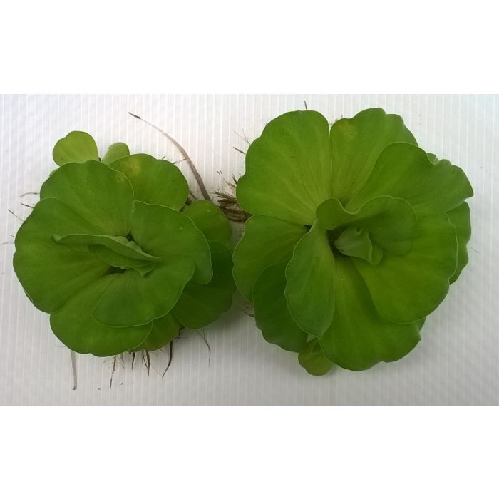 Pistia stratiotes | Aquariums India