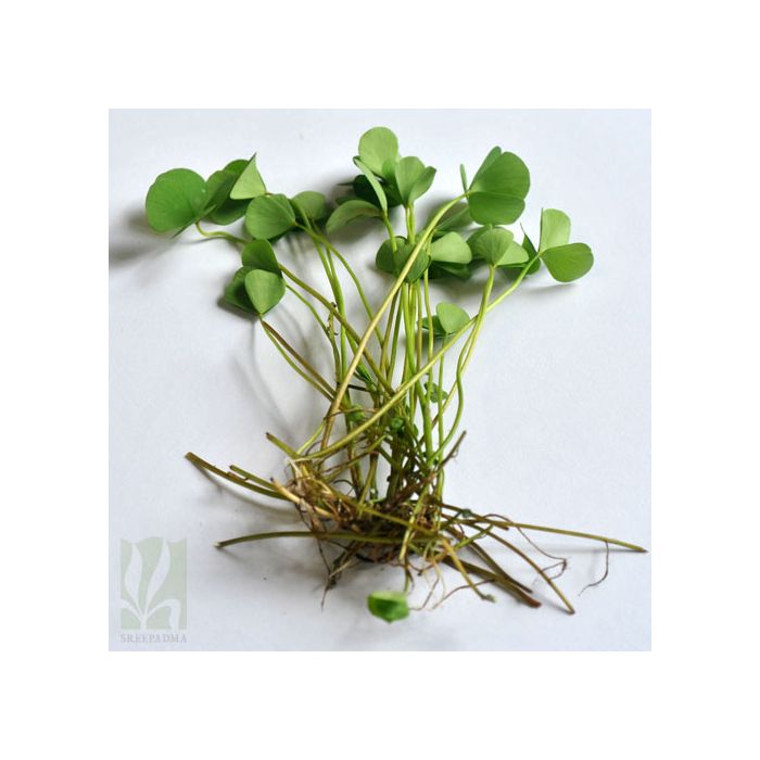 Marsilea sp. fern -Giant | Aquariums India